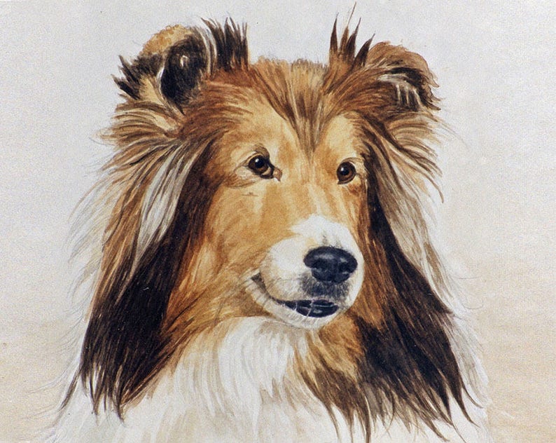 Shetland Sheepdog Art Print Sheltie Dog Art Sheltie - Etsy.de