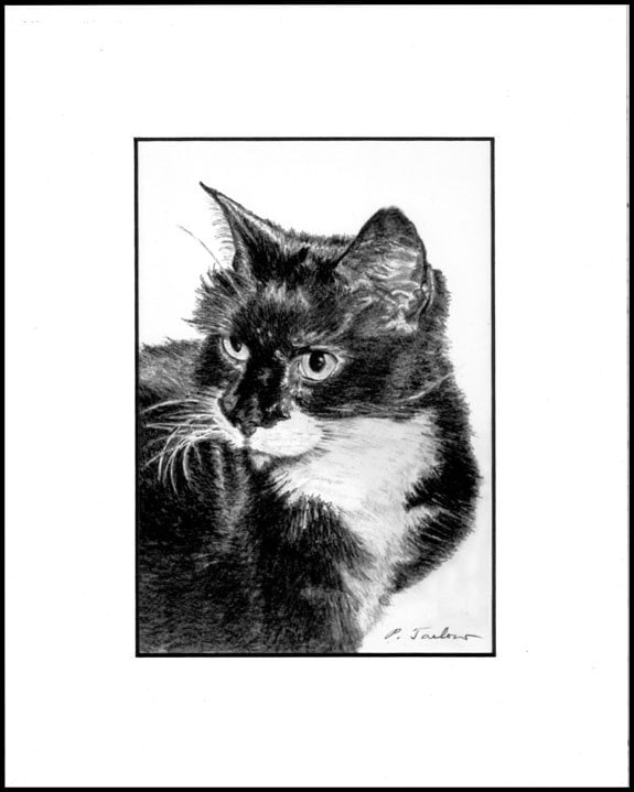 Tuxedo Cat Drawing Art Print, Black and White Cat Portrait Drawing ...