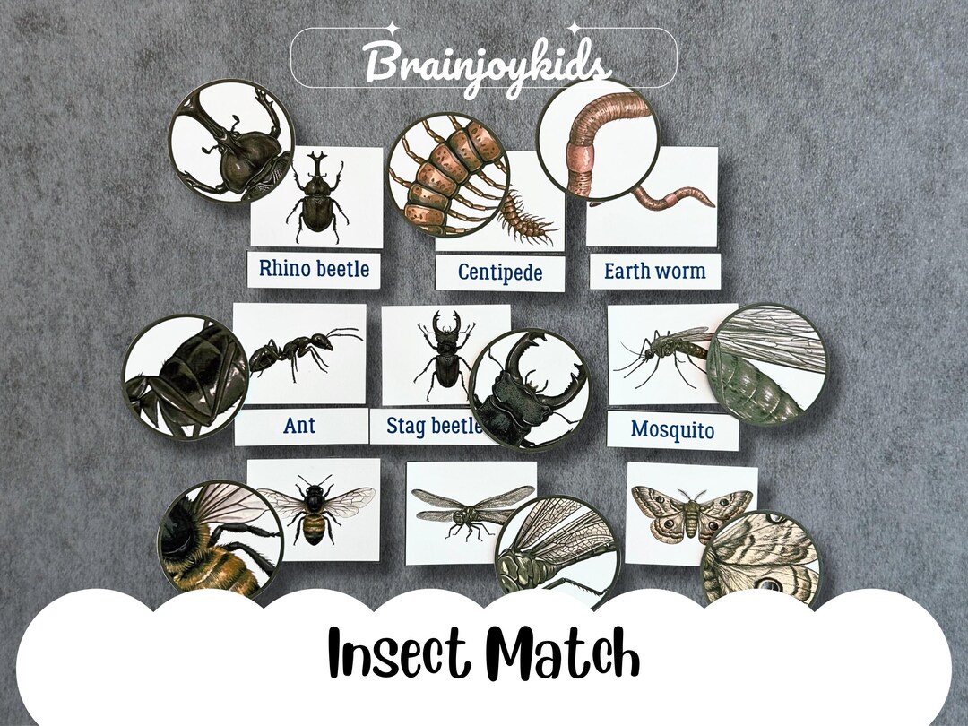 Insect Matching Game, Preschool Bug Learning Activity, Science ...