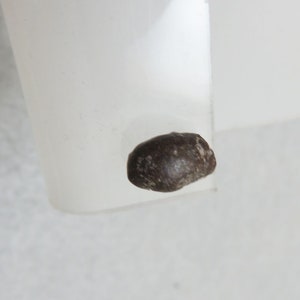 Coprolite or Dinosaur Poop Tie Tack or Lapel Pin - Etsy