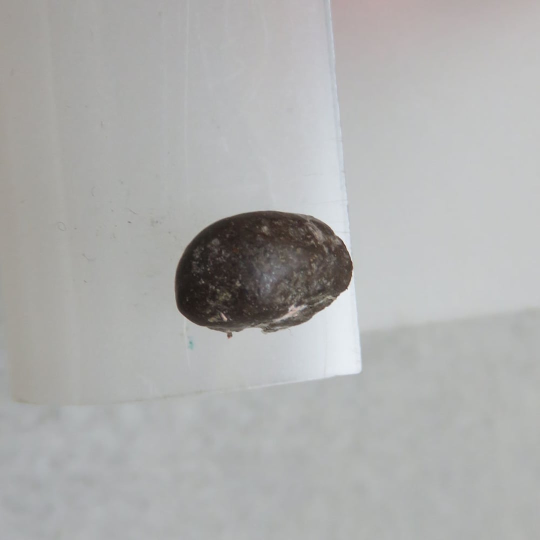Coprolite or Dinosaur Poop Tie Tack or Lapel Pin - Etsy