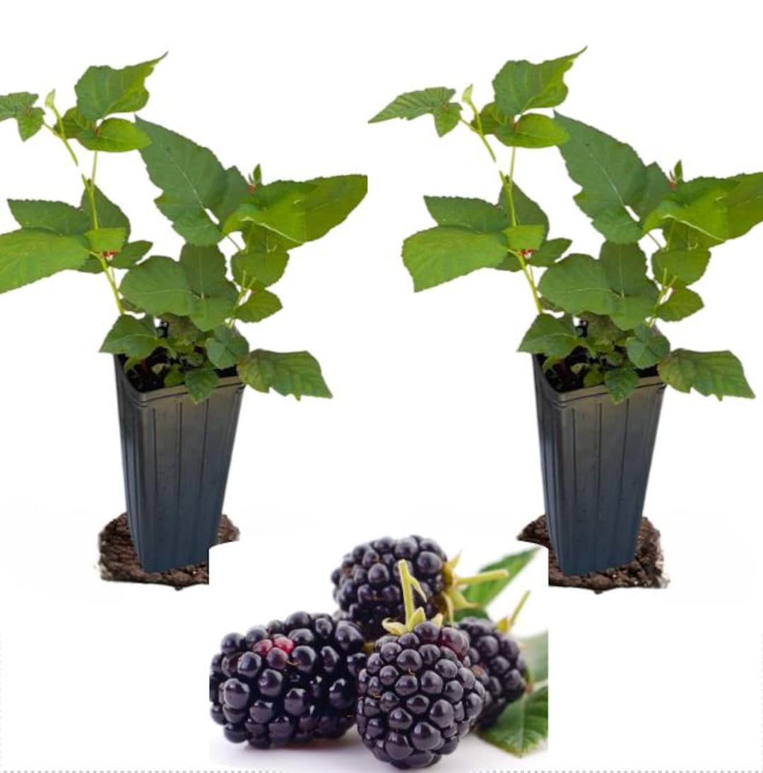 Set 2 Triple Crown Thornless Blackberry Plants Live Sweet Blackberries ...