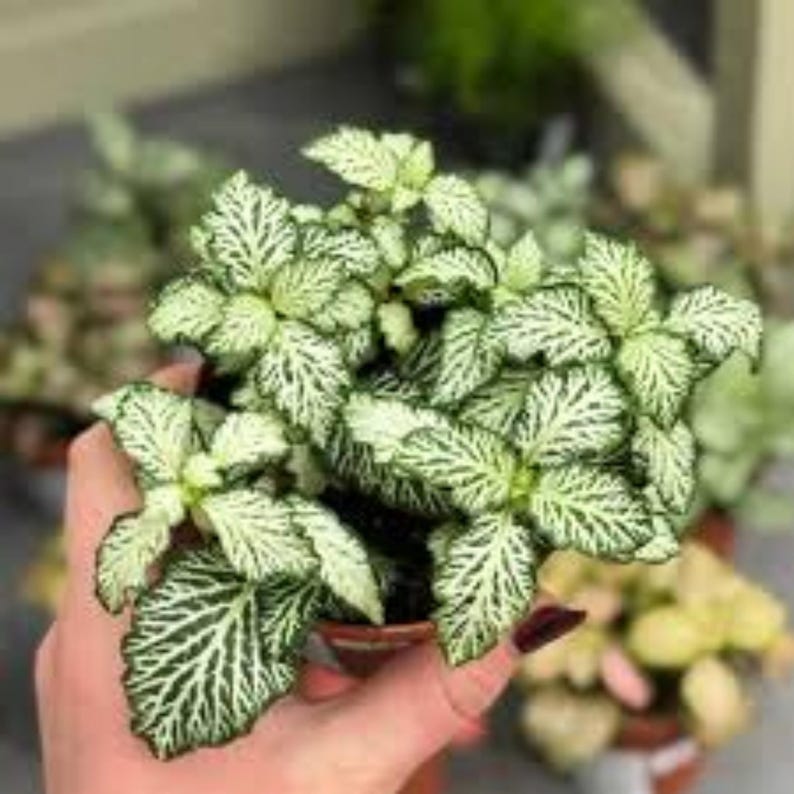 White Tiger Nerve Plant Fittonia Live Houseplant Decorative Indoor ...