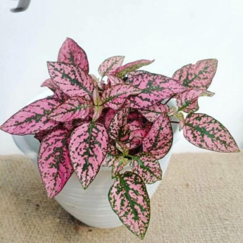 Large Hypoestes Pink Splash Live Houseplant 4 Inch Pot Polka Dot ...
