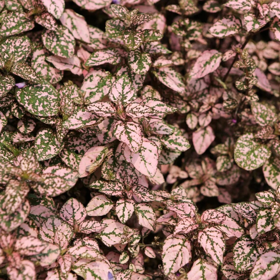 Hypoestes Rose Splash Plant | 4 Inch Polka Dot Plant - Etsy