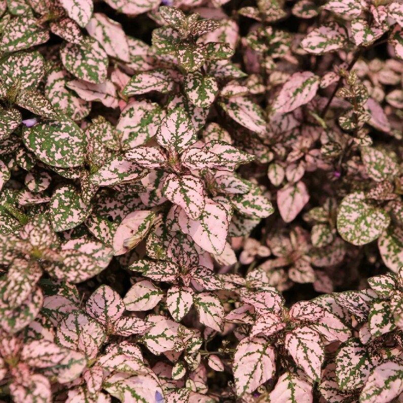 Large Hypoestes Rose Splash Live Houseplant 4 Inch Pot Polka Dot ...