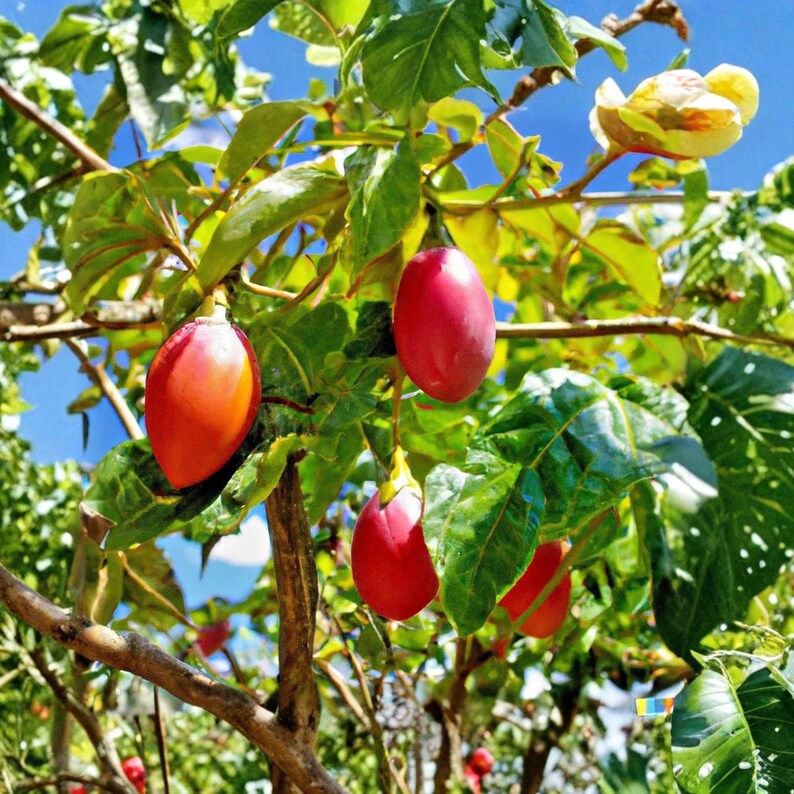 20 Tamarillo Seeds Tomato Tree Cyphomandra Betacea Exotic Fruit Seeds ...