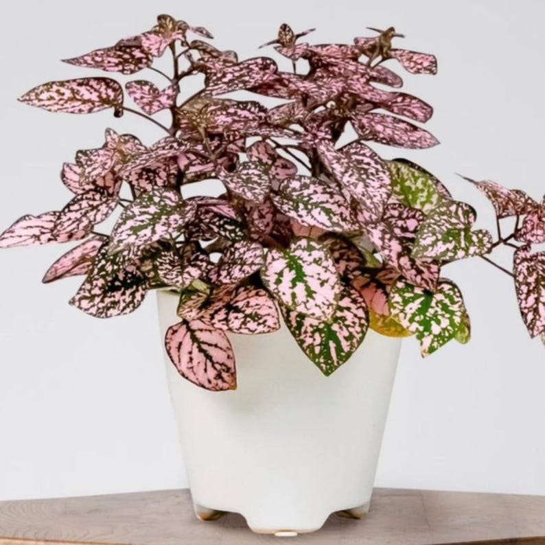 Large Hypoestes Rose Splash Live Houseplant 4 Inch Pot Polka Dot ...