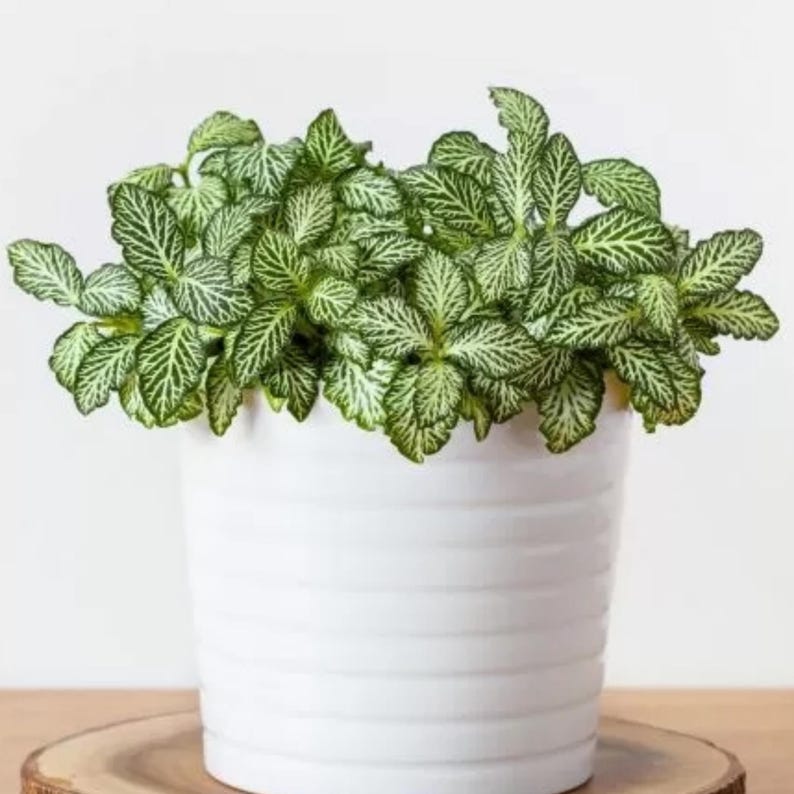 White Tiger Nerve Plant Fittonia Live Houseplant Decorative Indoor ...