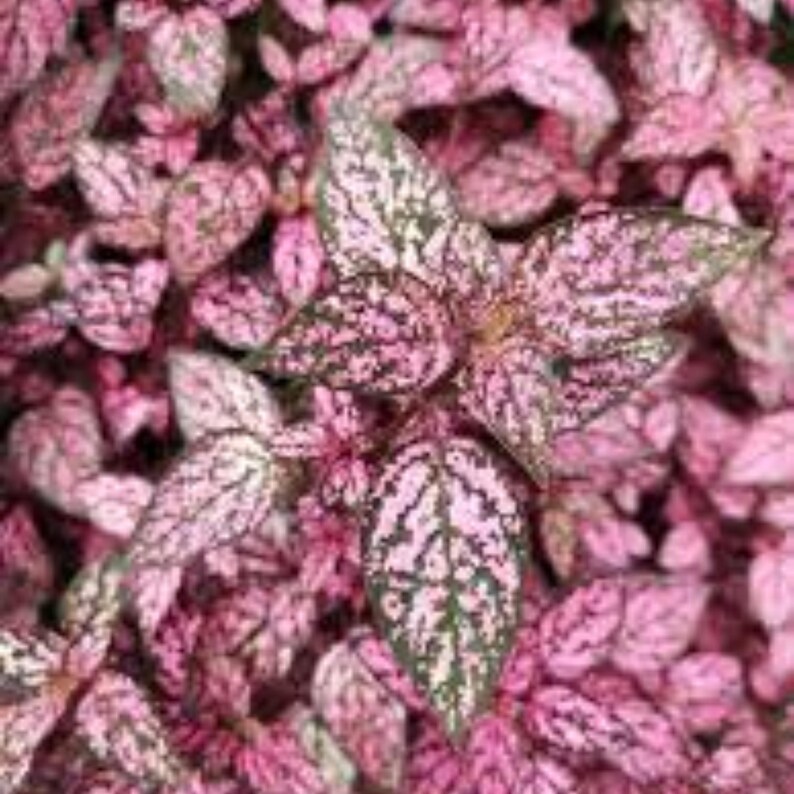 Large Hypoestes Pink Splash Live Houseplant 4 Inch Pot Polka Dot ...