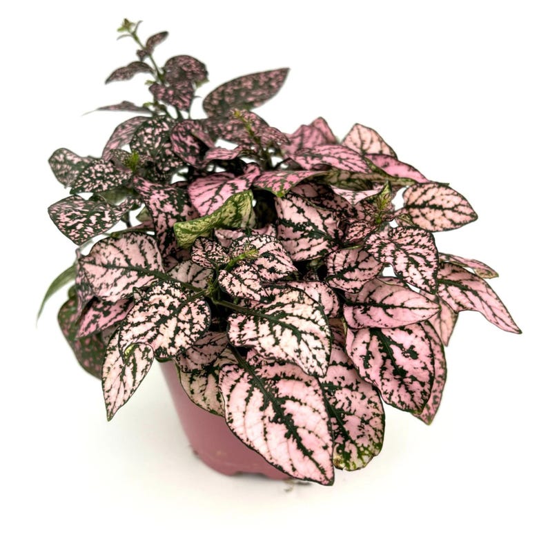 Large Hypoestes Rose Splash Live Houseplant 4 Inch Pot Polka Dot ...