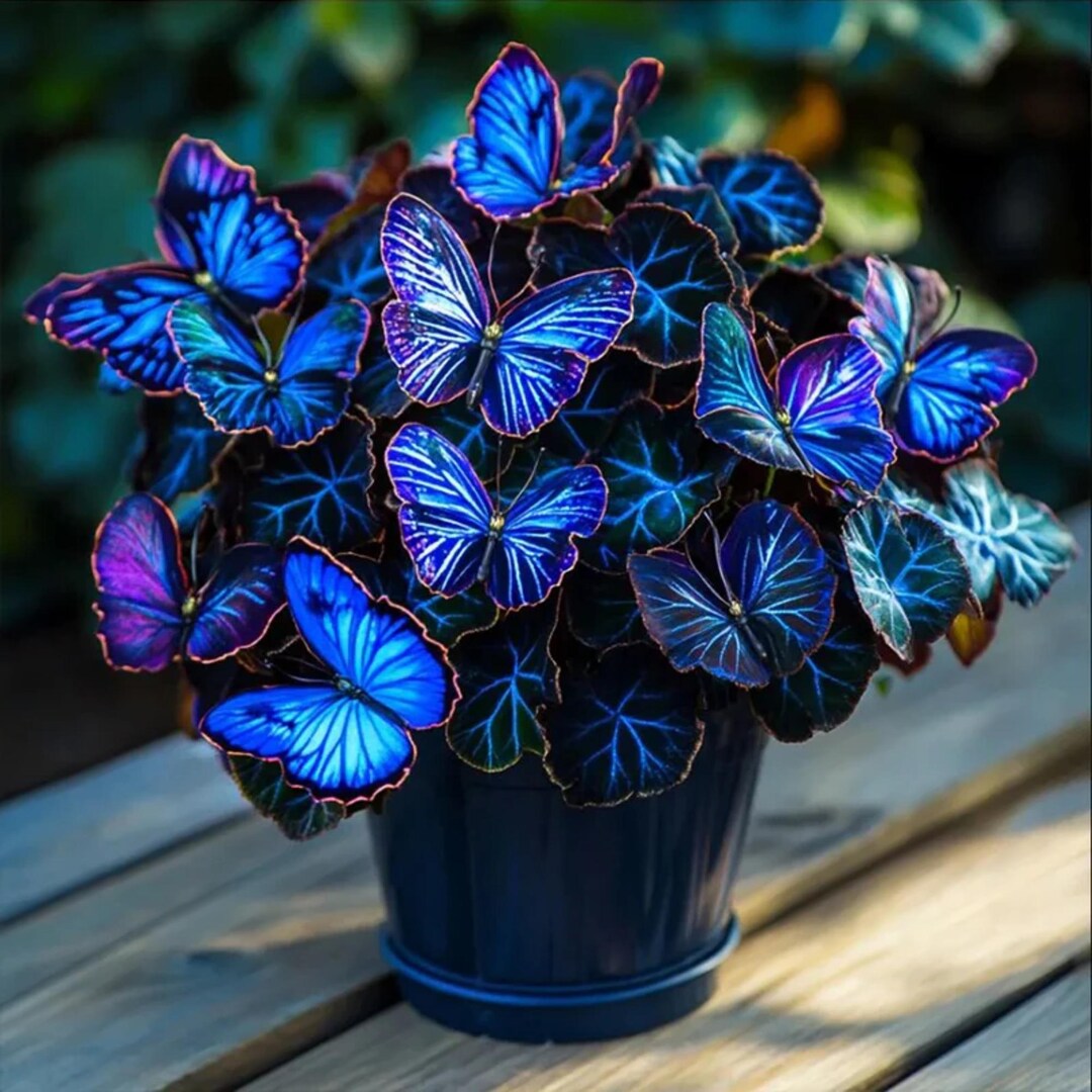 Butterfly Begonia Moonlight Blue Seeds | Rare Flower, Home Garden (30 ...