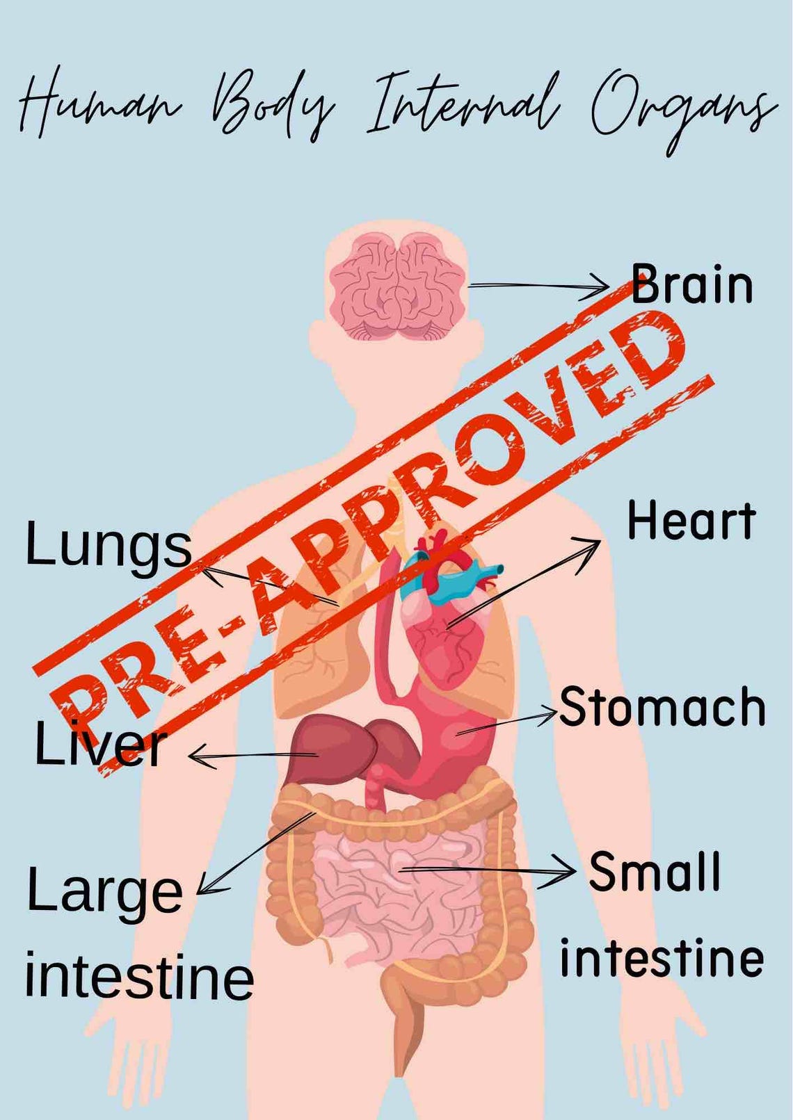 Human Body Internal Organs Activity Pack | Printable Science Worksheets ...