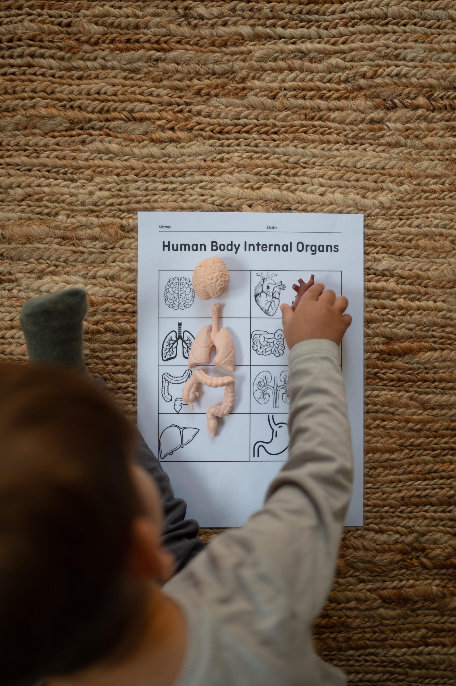 Human Body Internal Organs Activity Pack | Printable Science Worksheets ...