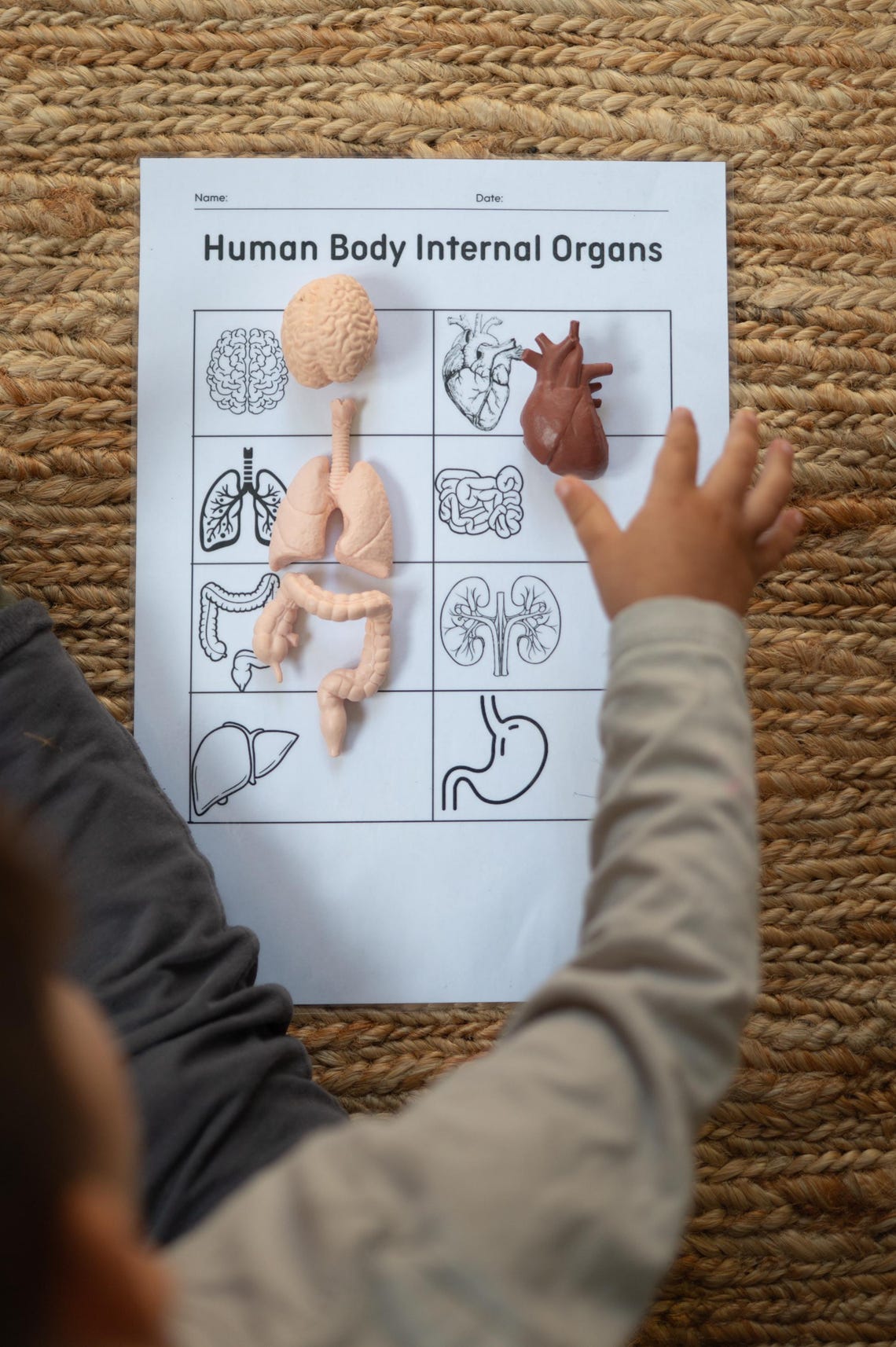 Human Body Internal Organs Activity Pack | Printable Science Worksheets ...