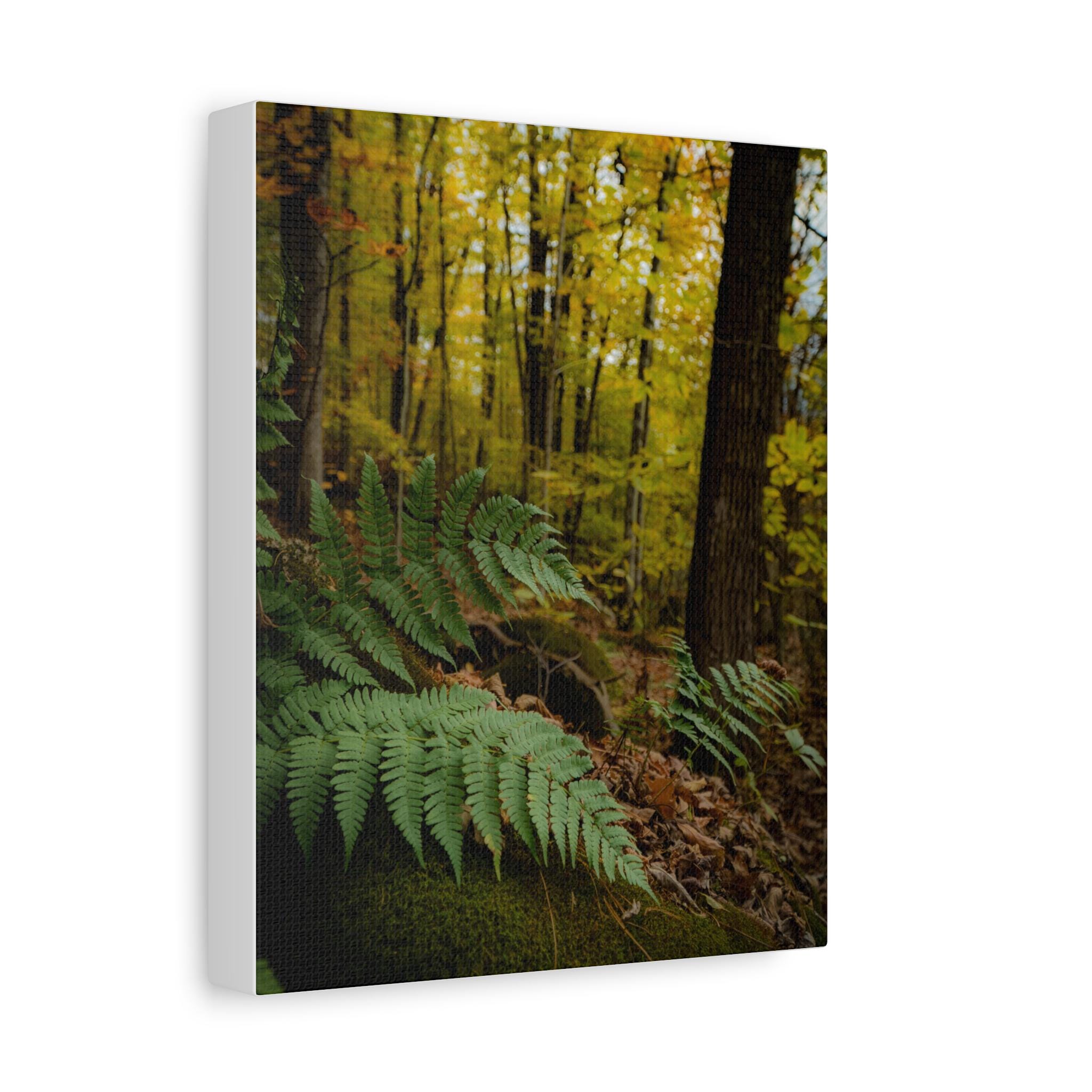 Cozy Forest Ferns Canvas | Matte Stretched Canvas Wall Art - Etsy