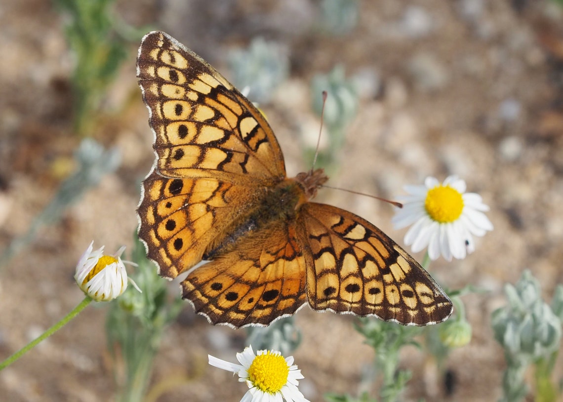 Variegated Fritillary Butterfly: 5 X 7 Inch Photograph, CHARITY ...