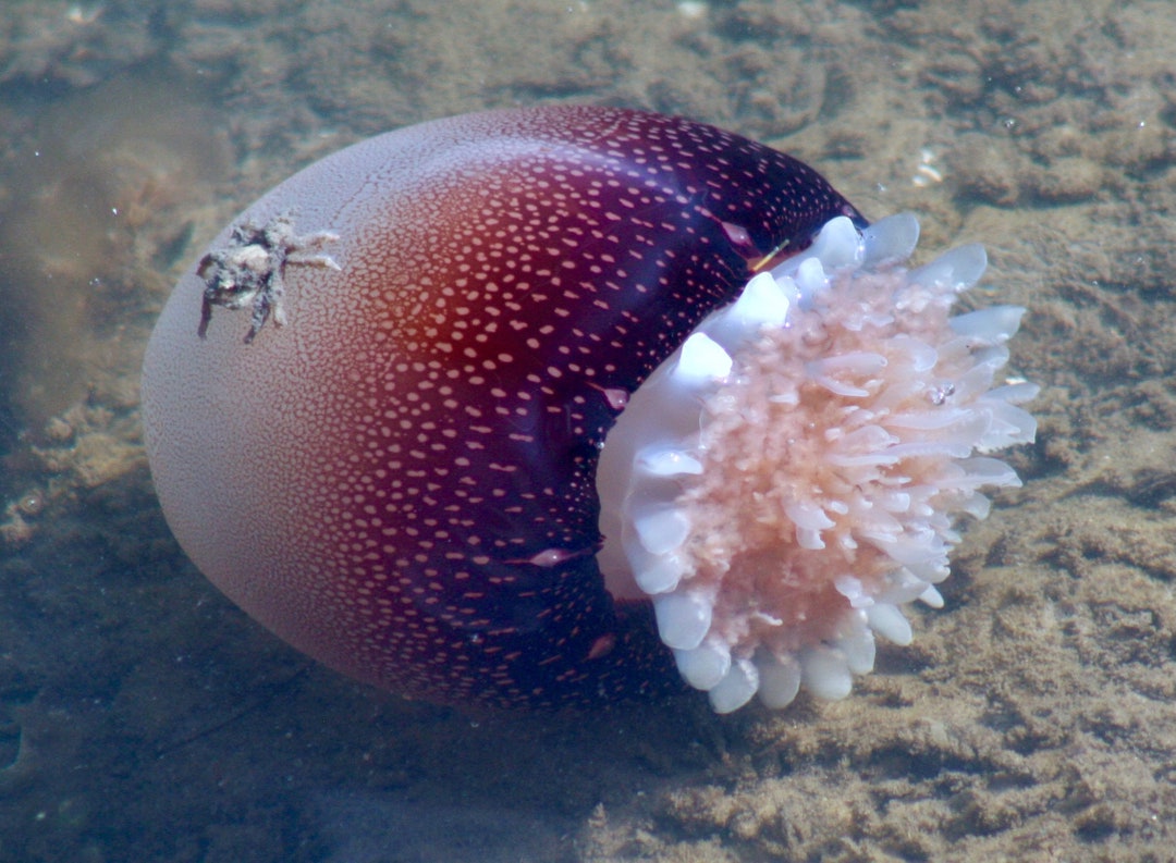 Cannonball Jellyfish With Spider Crab, 5 X 7 Inch Photograph: CHARITY ...