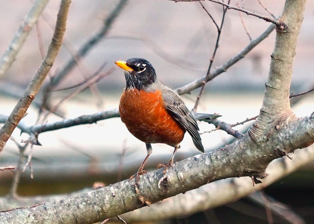 American Robin, Texas: 5 X 7 Inch Photograph, CHARITY DONATION - Etsy