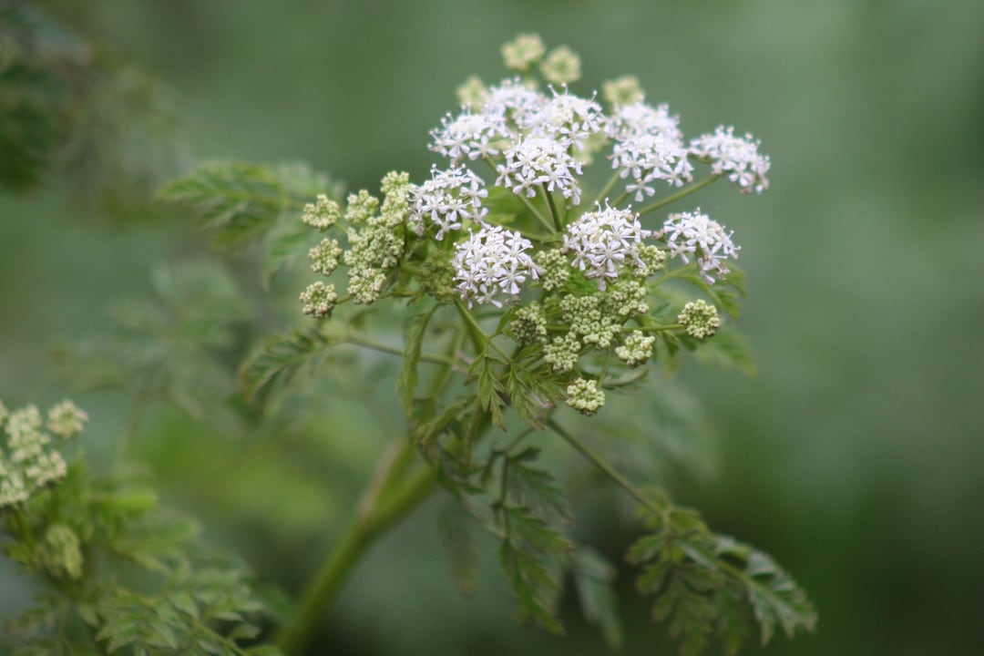 Hemlock Flowers: 5 X 7 Inch Photograph, CHARITY DONATION - Etsy UK