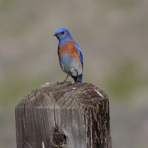 Angry Bluebird Print - Etsy