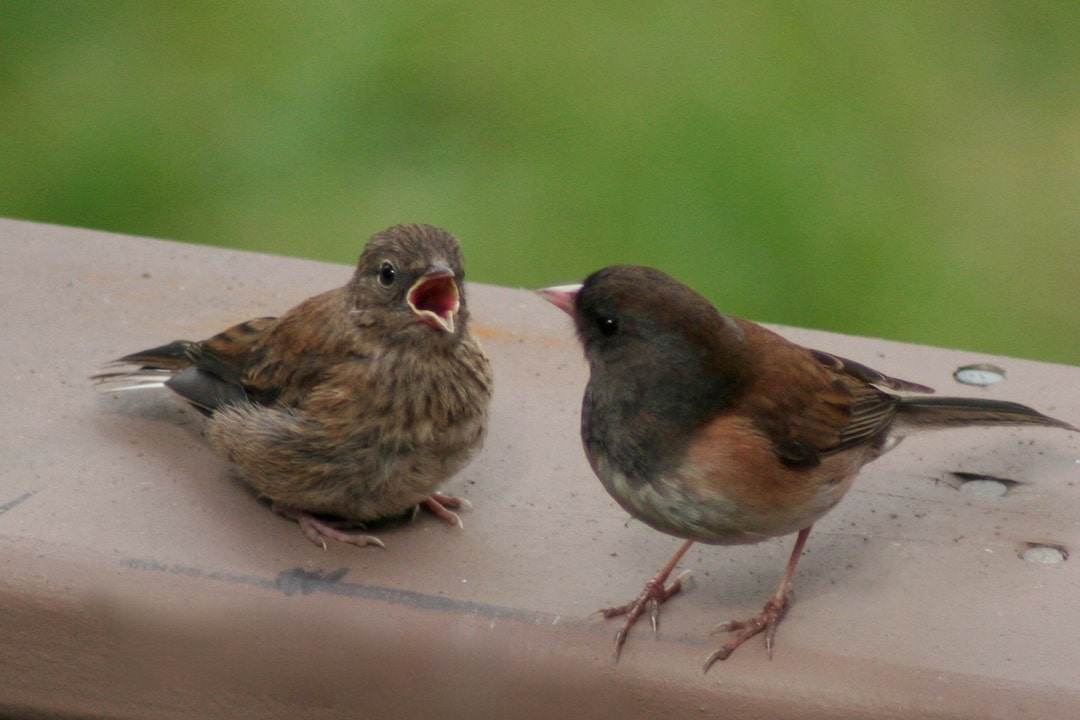 Mama & Baby Dark-eyed Juncos: 5 X 7 Inch Photograph, CHARITY DONATION ...