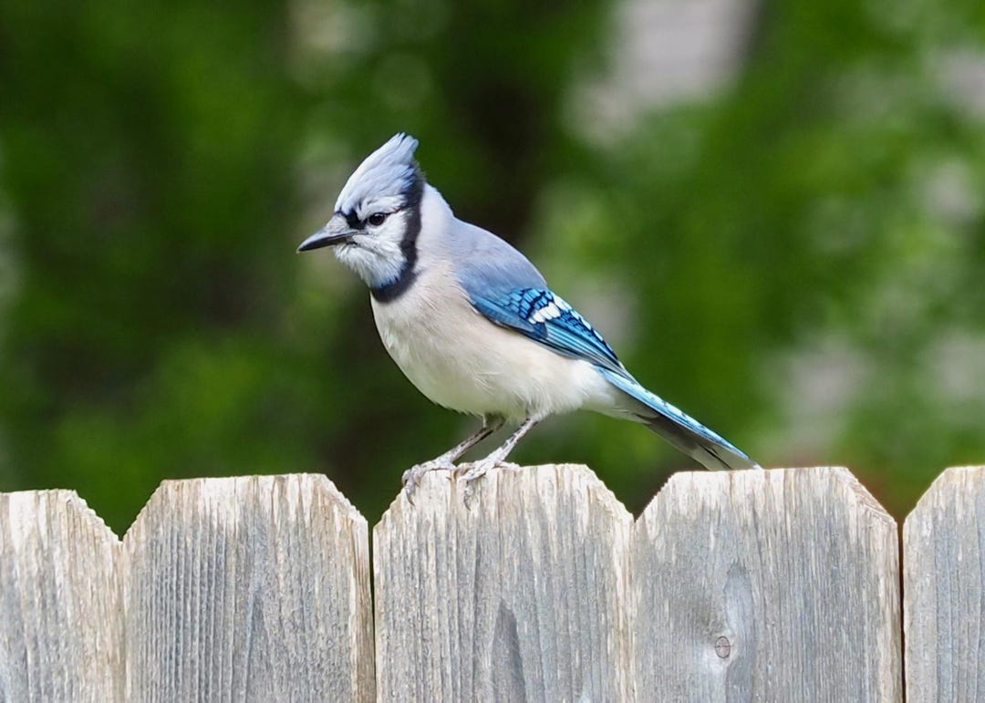 Blue Jay: 5 X 7 Inch Photograph, CHARITY DONATION - Etsy