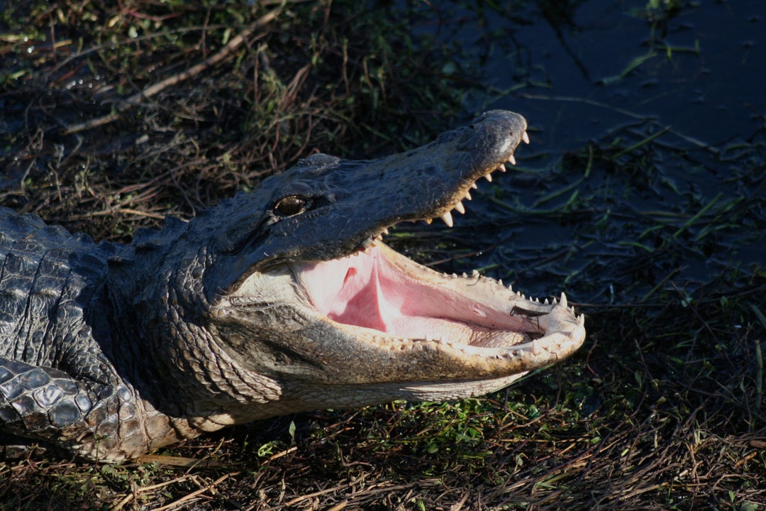 Everglades Alligator With Mouth Open and Closed - Two 5 X 7 Inch ...