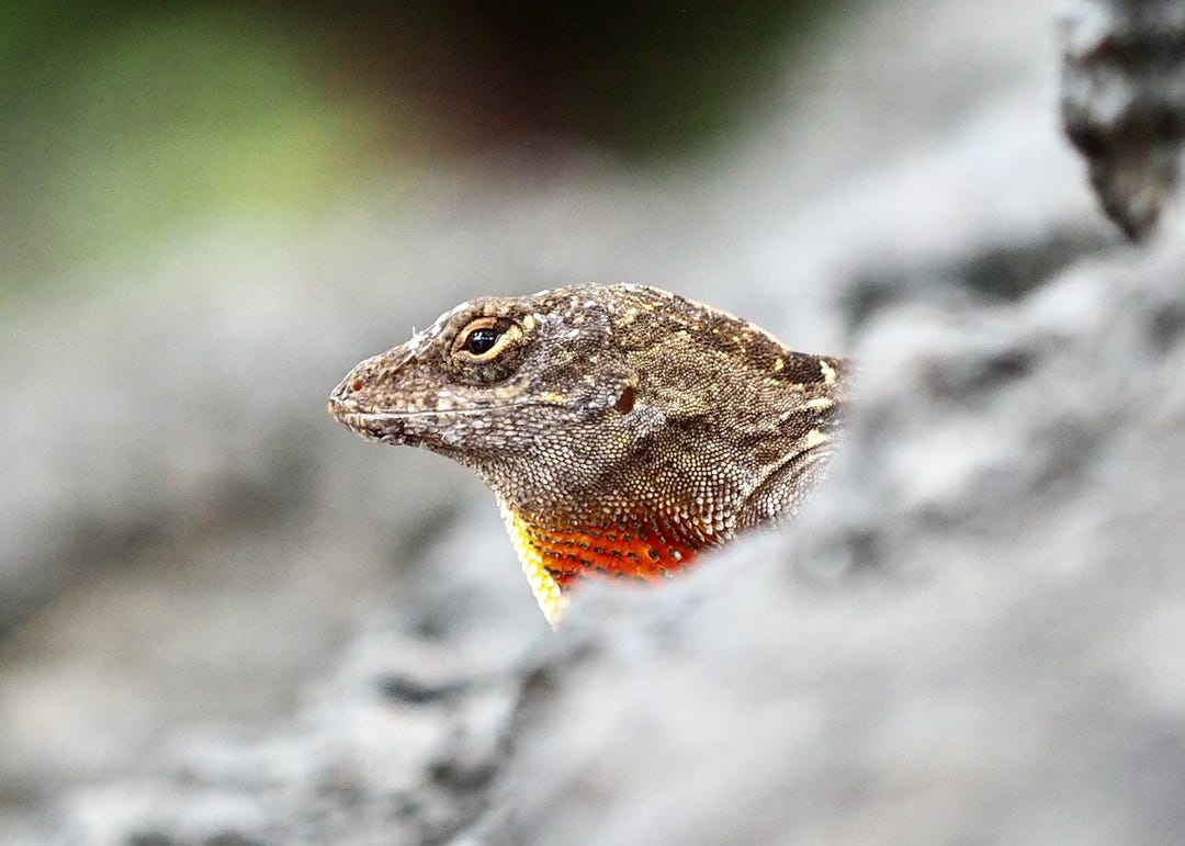 Brown Anole Lizard, Maui - 5 X 7 Inch Photograph: CHARITY DONATION - Etsy