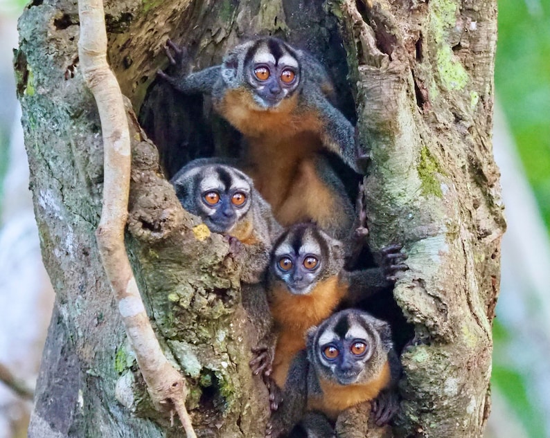 Owl Monkey Family in Peruvian Amazon: 8 X 10 Photograph CHARITY DONATION - Etsy