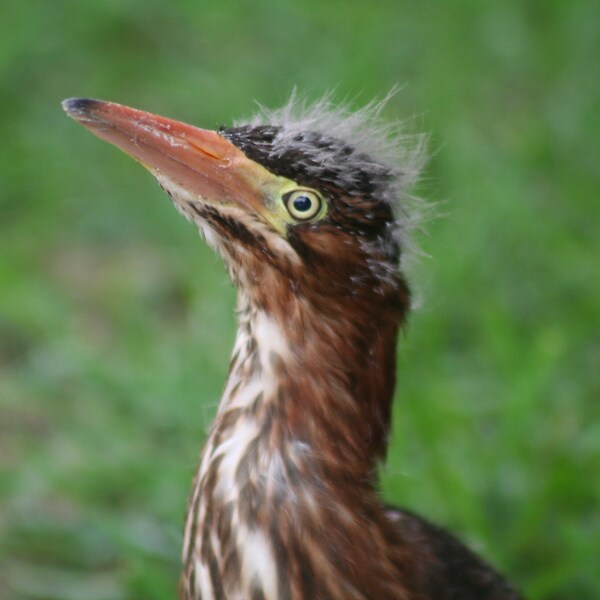Fledgling - Etsy