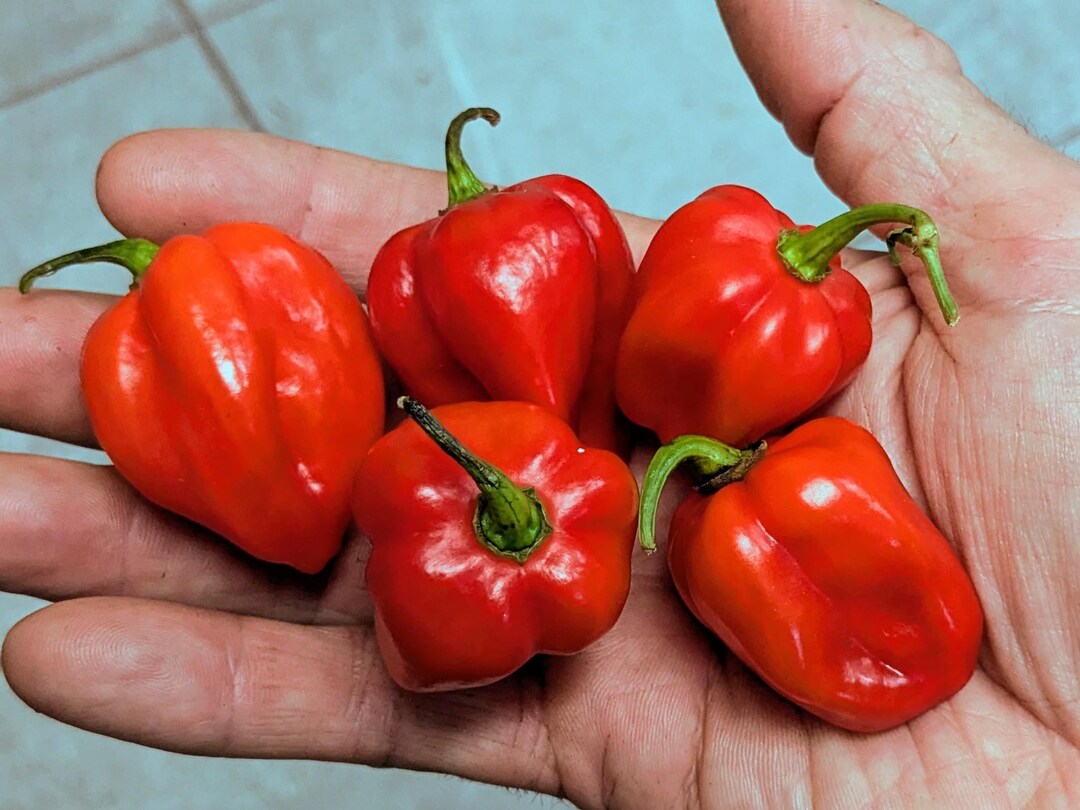 SPL Aji Lolo F5 Hybrid Hot Pepper Seeds - Etsy