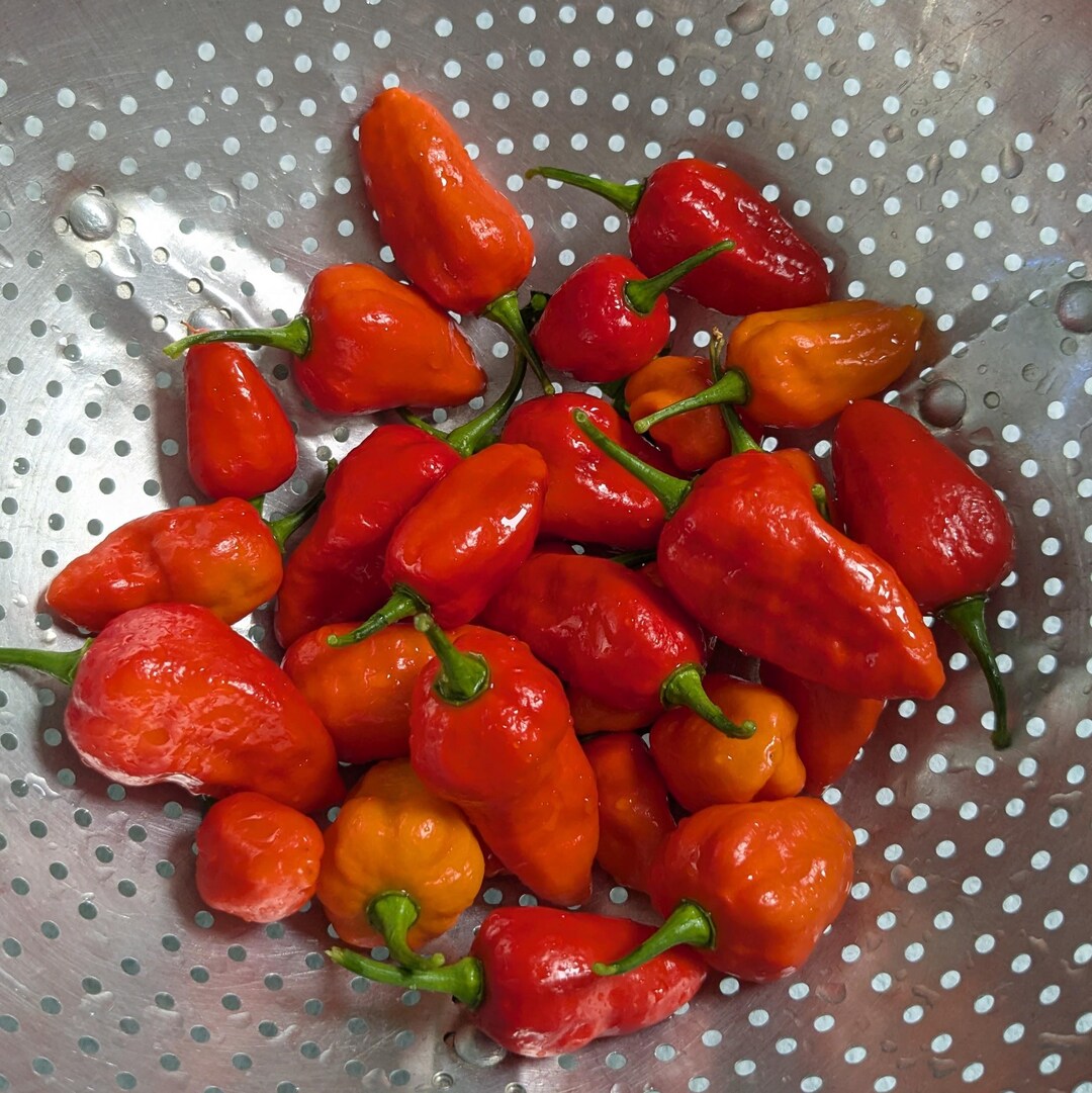Ghostbird Hot Pepper Red Pheno#1 Seeds - Etsy