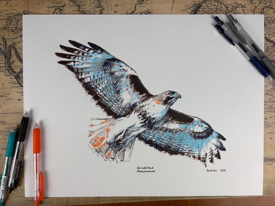Original Hand-drawn Ink Artwork – Red-tailed Hawk (buteo Jamaicensis ...