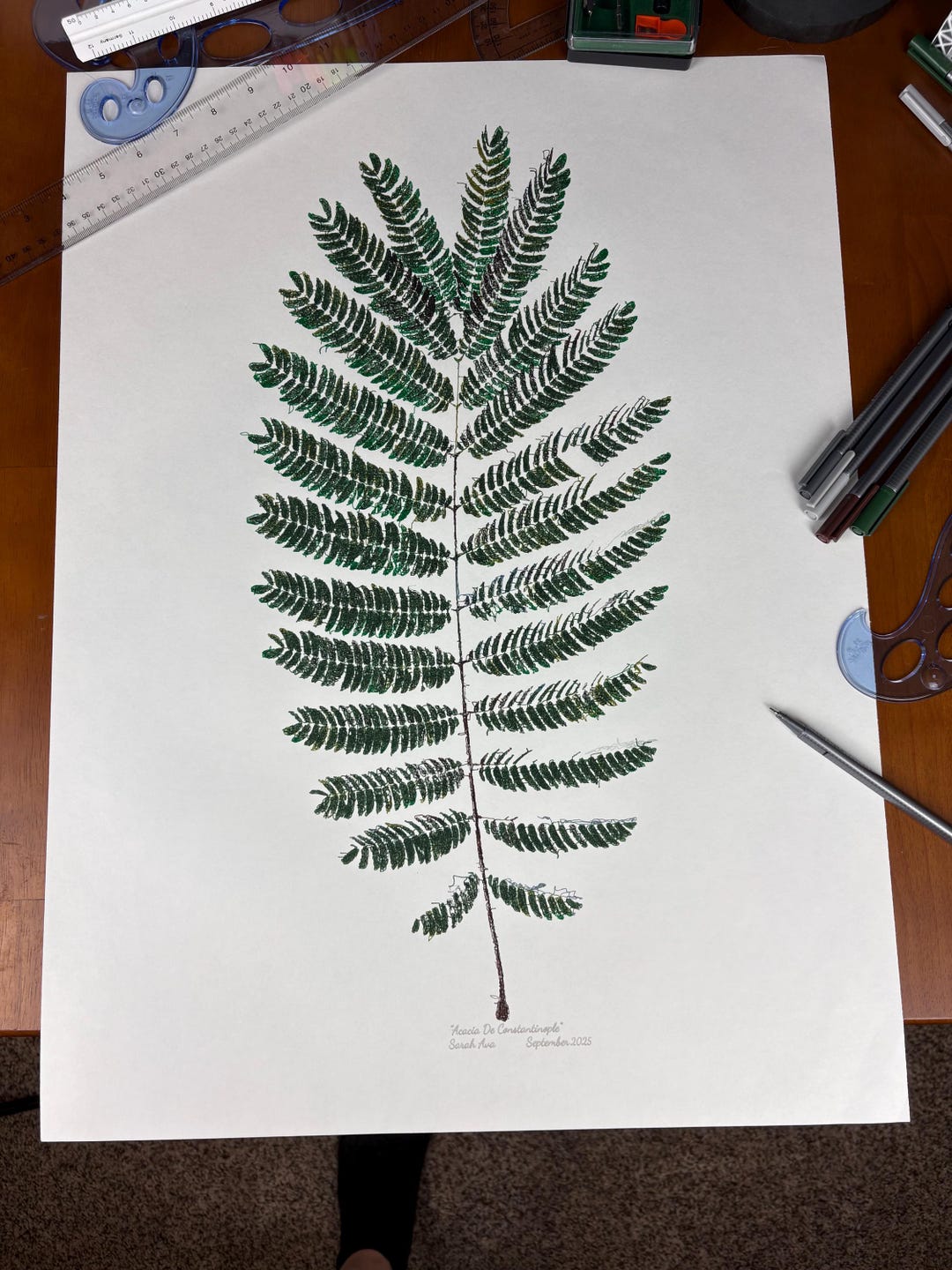 Mimosa Botanical Ink Drawing: Limited Edition Fine Art Print - Etsy
