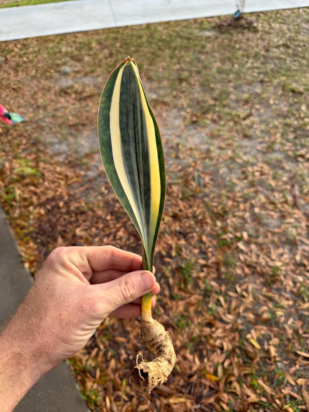 Beautiful Variegated Masoniana Whale Fin Sanseveria. Rare. Ships From ...