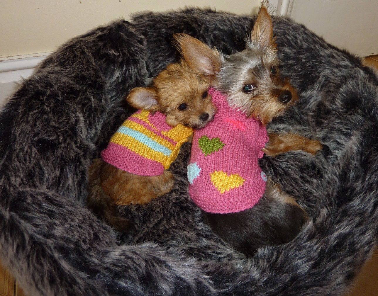 Custom Made to Measure Dog Jumper, Sweater, You Choose Design. ANYTHING ...