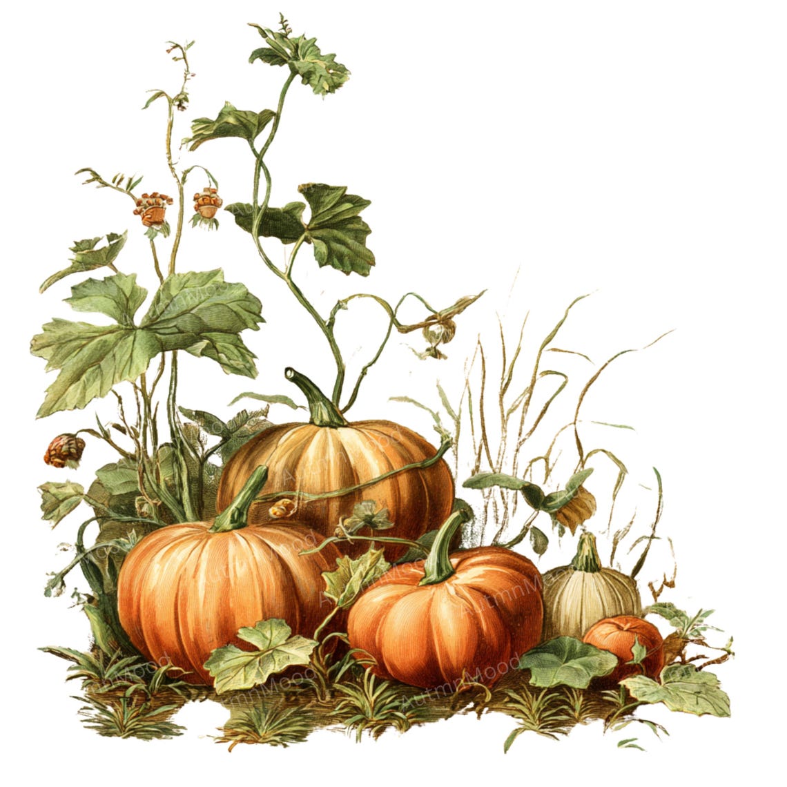12 Autumn Pumpkin Clipart: 12 Fall PNG Illustrations (digital Download ...