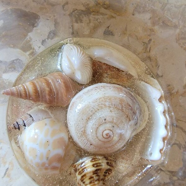 Seashell Decoration - Etsy