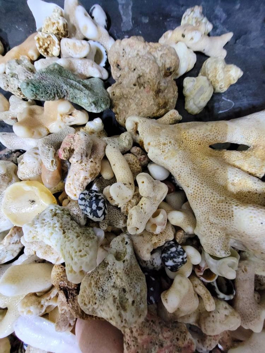 Real Coral Rock Rock Filler Assorted Corals Crafting Seashell Frame ...