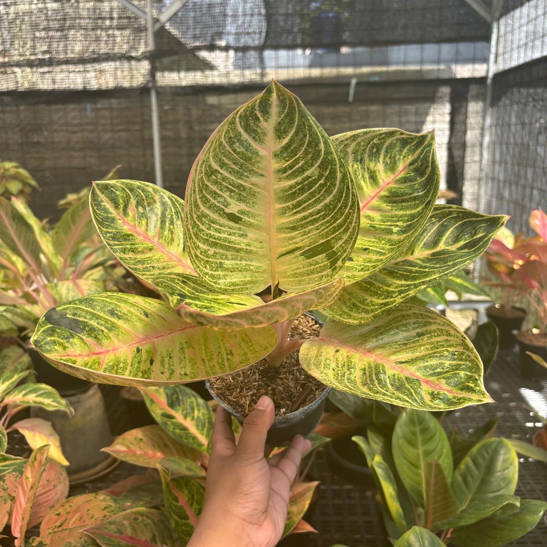 Aglaonema Moonlight Unique Plant - Etsy