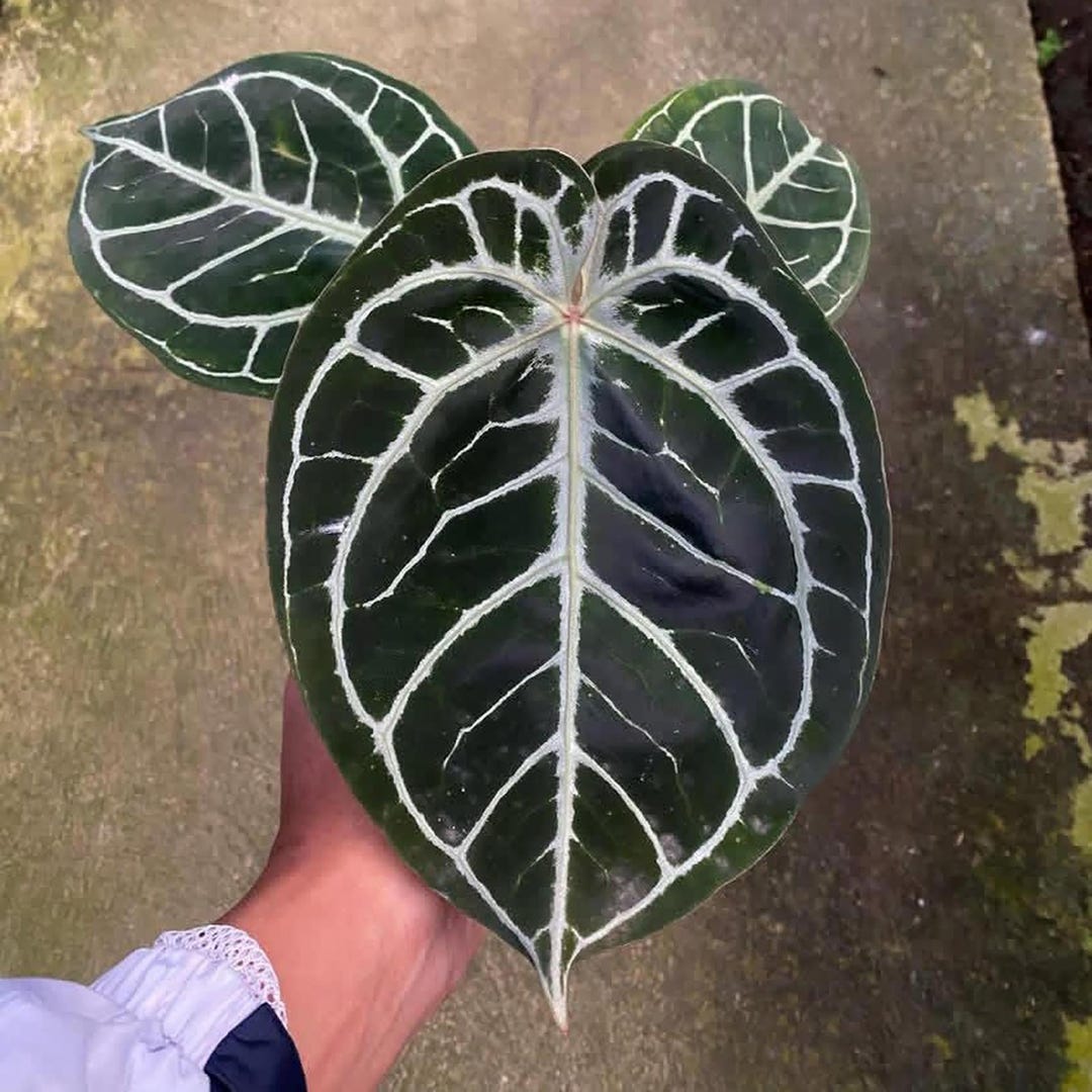 Anthurium King of Spades Red Tiger Big Size - Etsy Canada