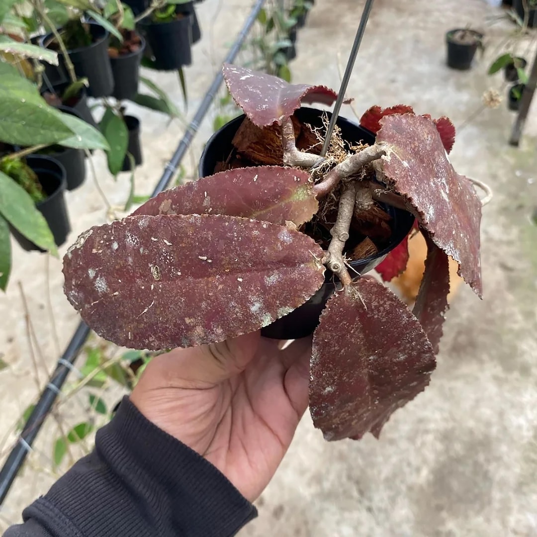 Hoya Undulata Red Exotica Tropical Plant - Etsy