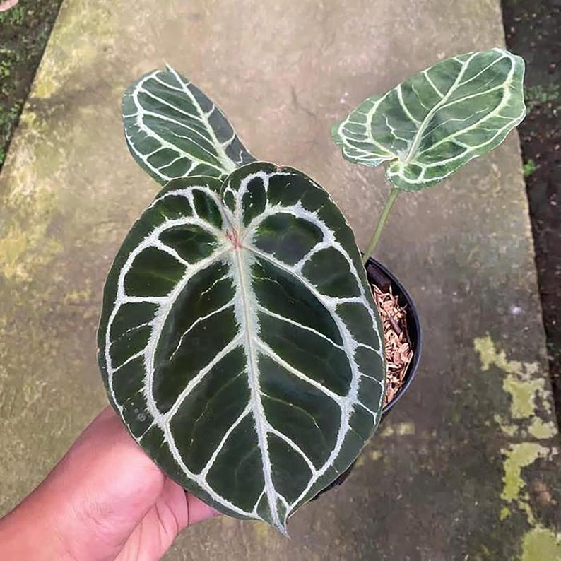 Anthurium King of Spades Red Tiger Big Size - Etsy Canada