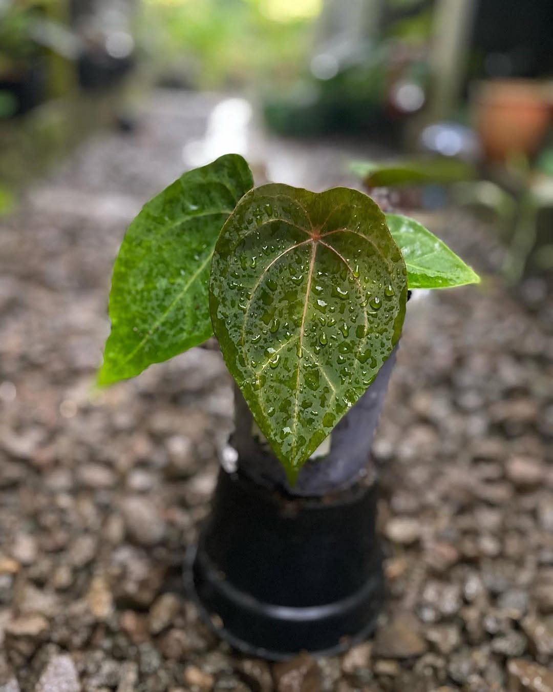 Anthurium Red Spider - DHL Shipping - Etsy