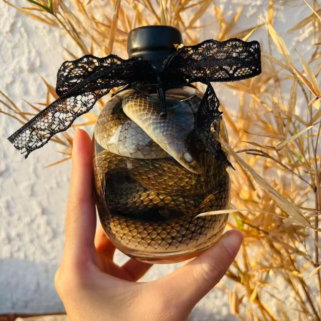 Magic Snake Wet Specimen, Preserved Snake in Glass Bottle, Gothic ...