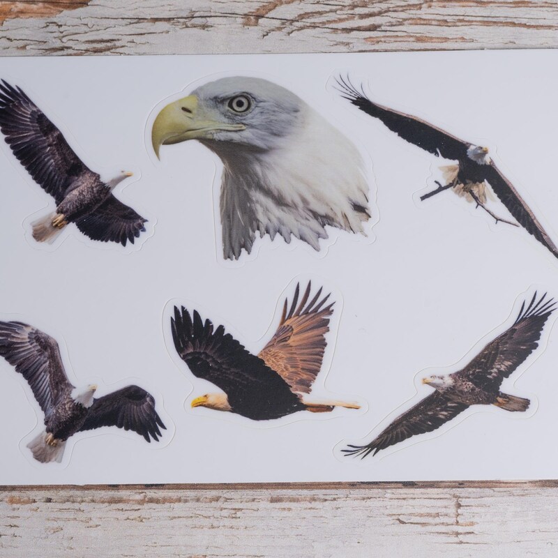 Flying Eagle Vinyl - Etsy