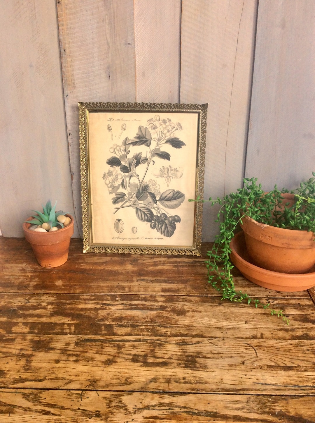 Vintage Framed Botanical Print/english Hawthorn Floral Motif/brass ...
