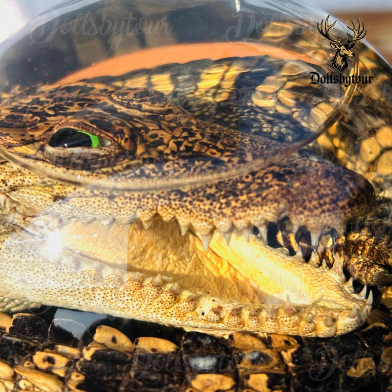 Real Alligator Taxidermy Specimen, Transparent Spherical Decoration ...
