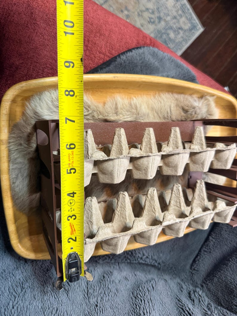 Dubia Egg Carton Holder - Etsy